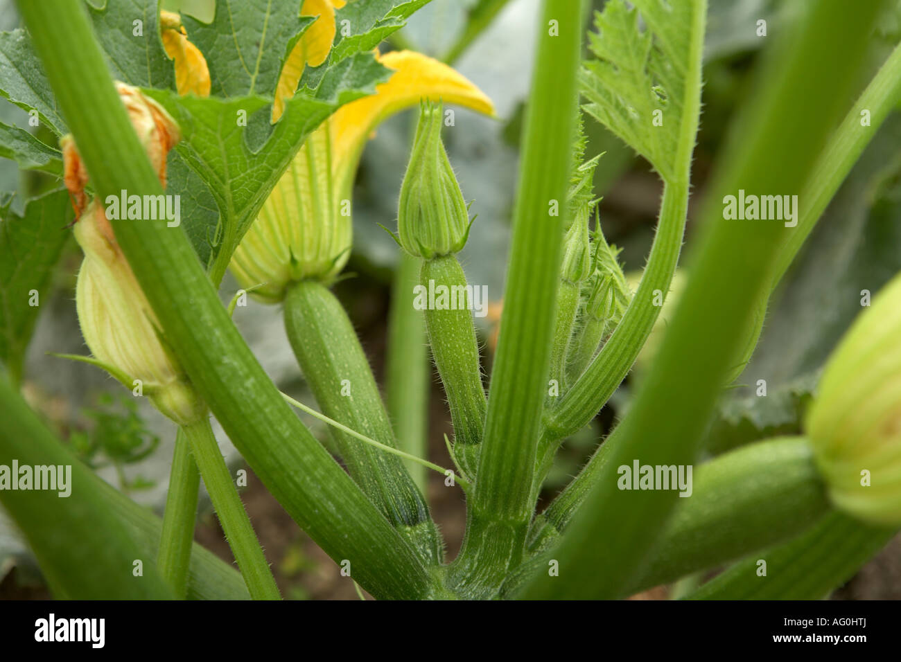 Close up of courgettes growing on the plant Stock Photo - Alamy