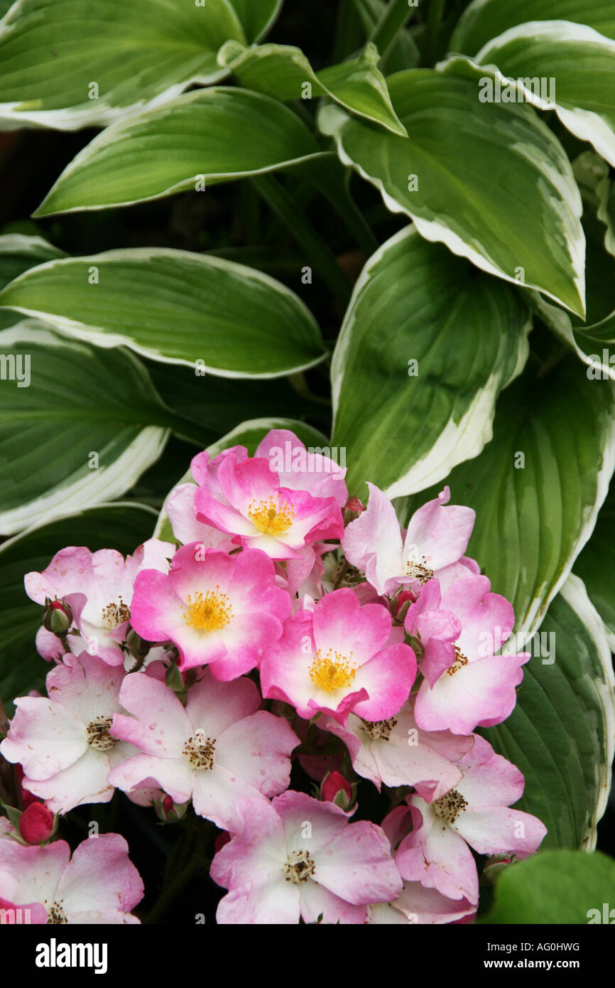 Hosta and Rose in small city garden Stock Photo - Alamy