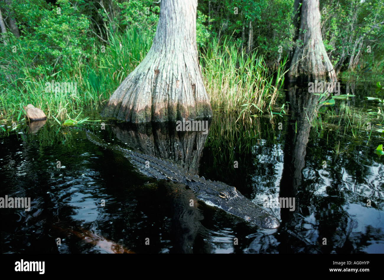 American Alligator; Alligator mississppiensis; resting in florida swamp ...