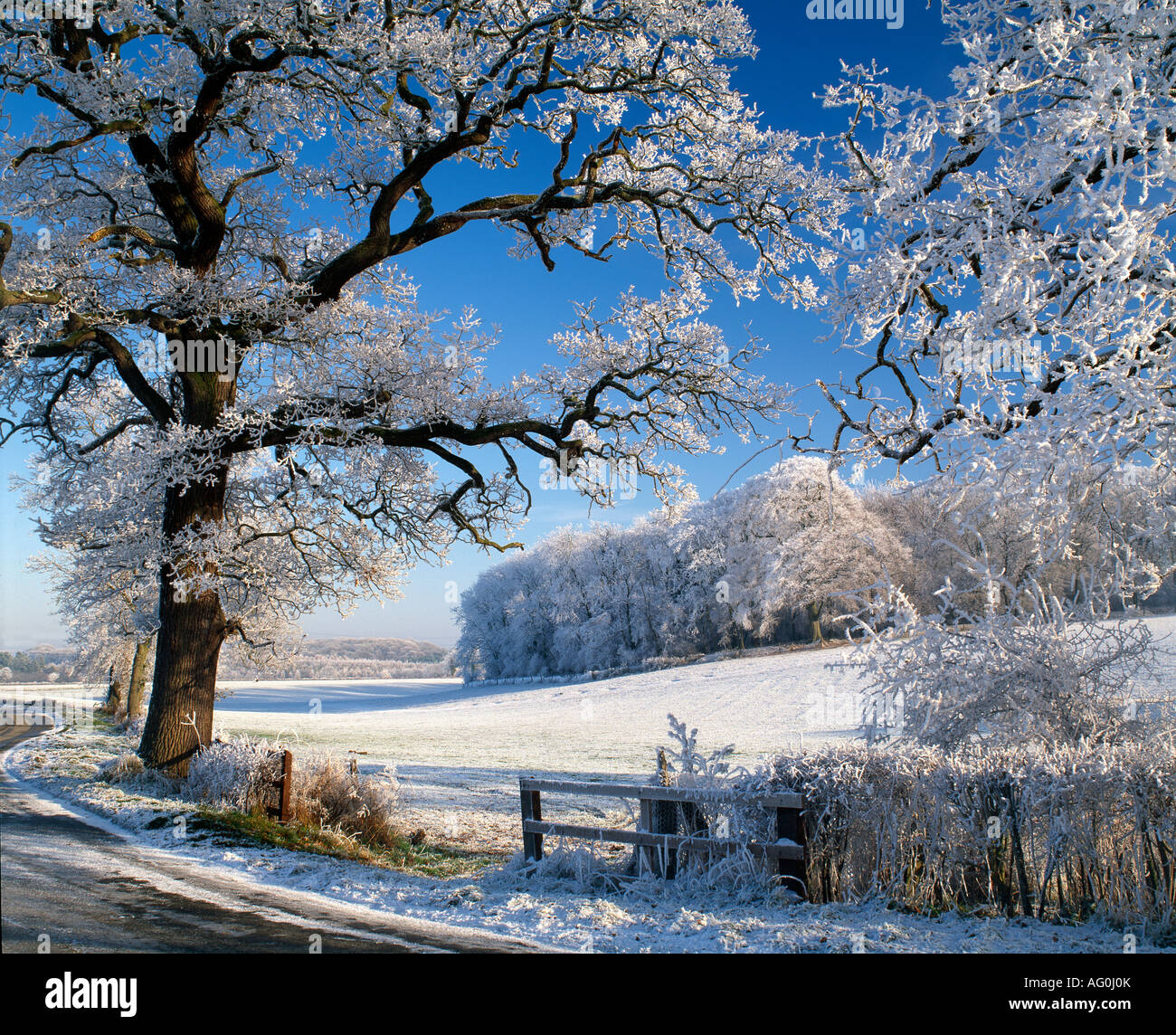 Hoarfrost trees winter landscape hi-res stock photography and images ...