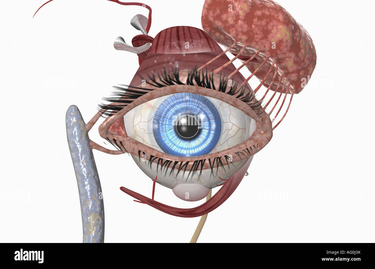 The lacrimal apparatus Stock Photo - Alamy