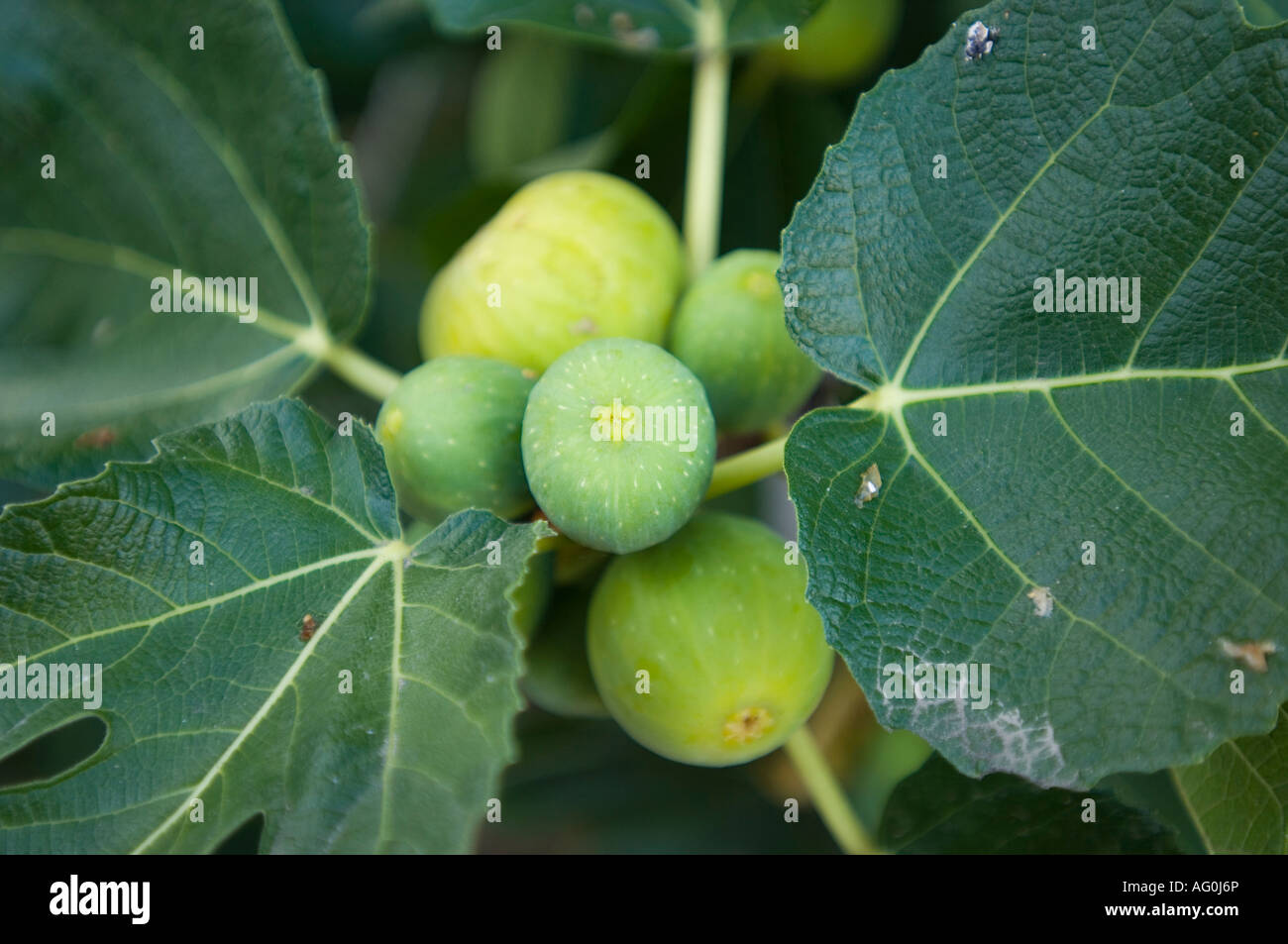 Fig tree bunch leaves fruit hi-res stock photography and images - Alamy