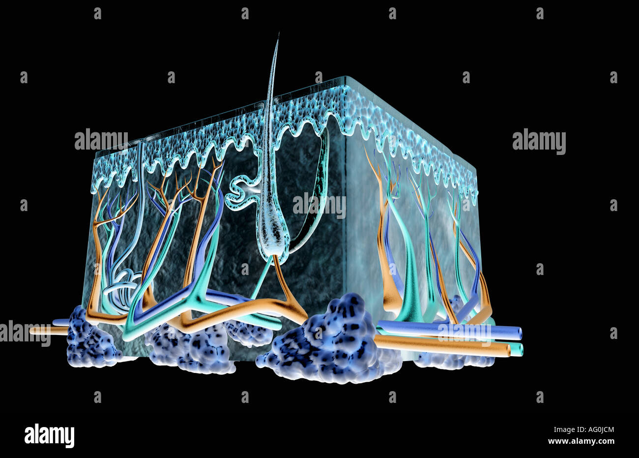 Layers of the skin Stock Photo - Alamy