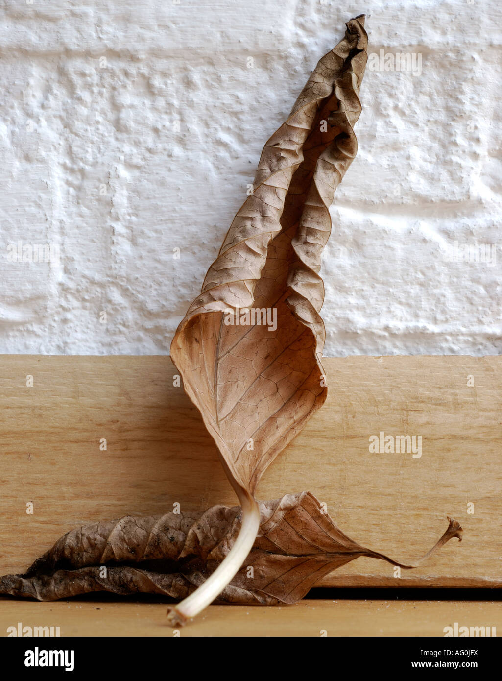Closeup of two rustic, wrinkled dead leaves Stock Photo - Alamy