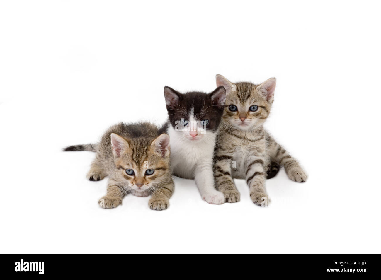 three kitten brothers 5 weeks Stock Photo - Alamy