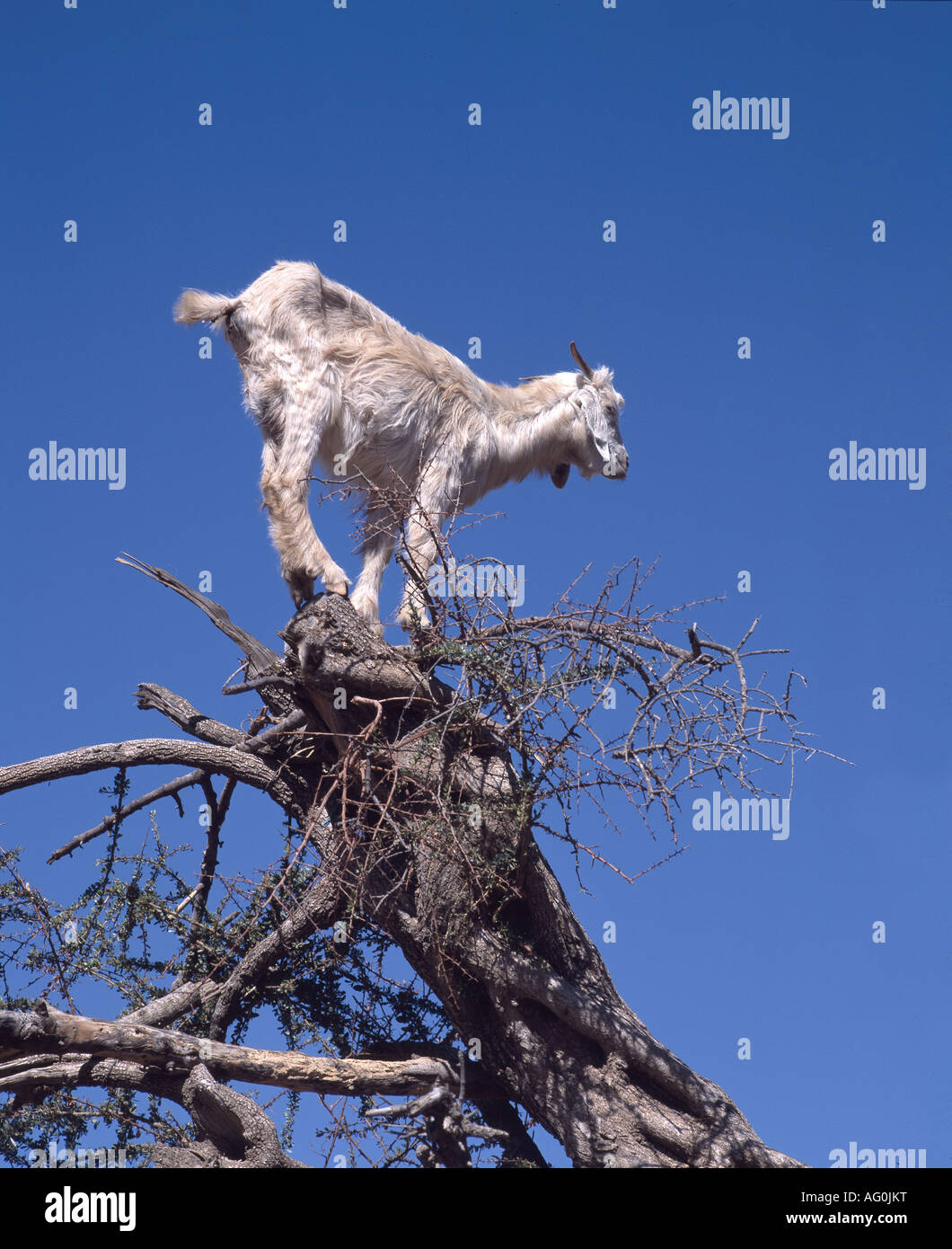 Tree On Mountain Goat