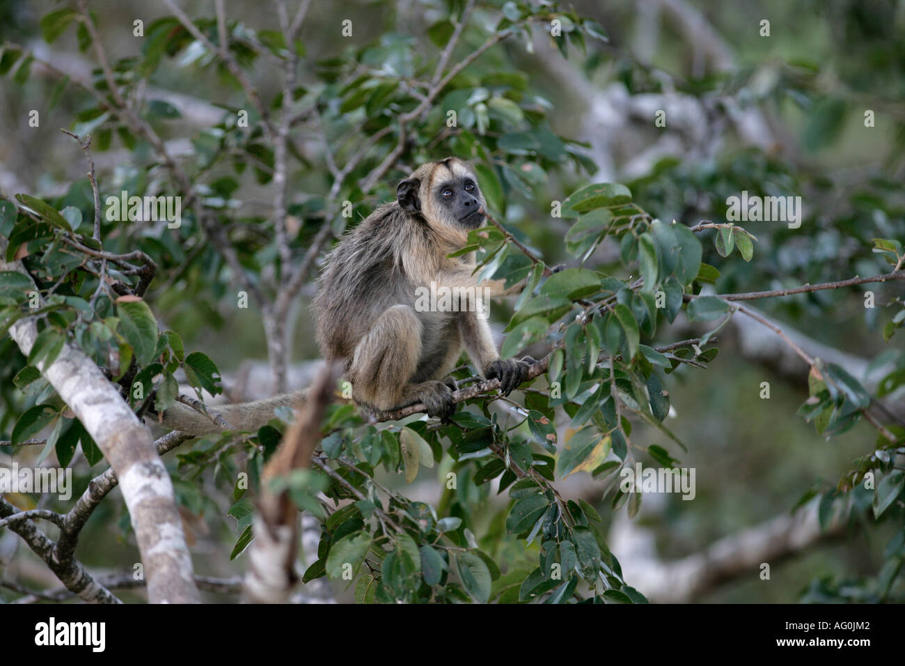 BLACK HOWLER MONKEY Alouatta caraya Brazil female Stock Photo - Alamy