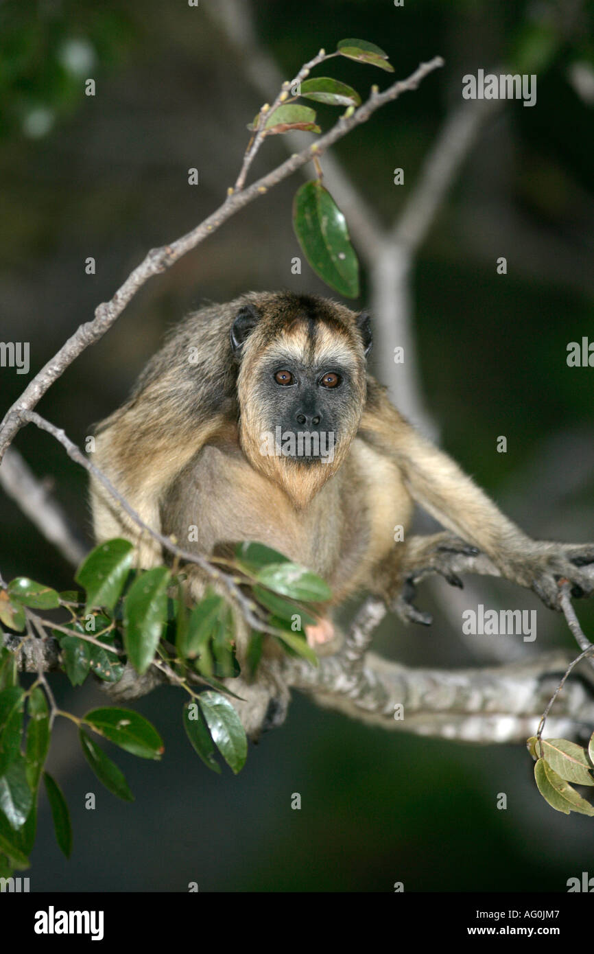 BLACK HOWLER MONKEY Alouatta caraya Brazil female Stock Photo - Alamy