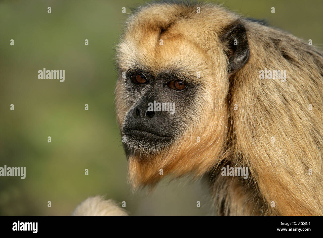 Black howler alouatta female brazil hi-res stock photography and images ...