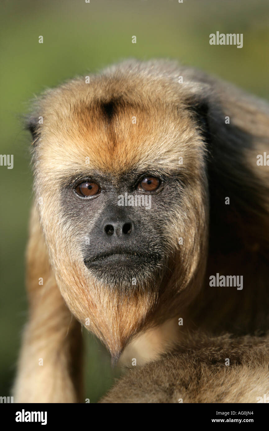 Black howler alouatta female brazil hi-res stock photography and images ...