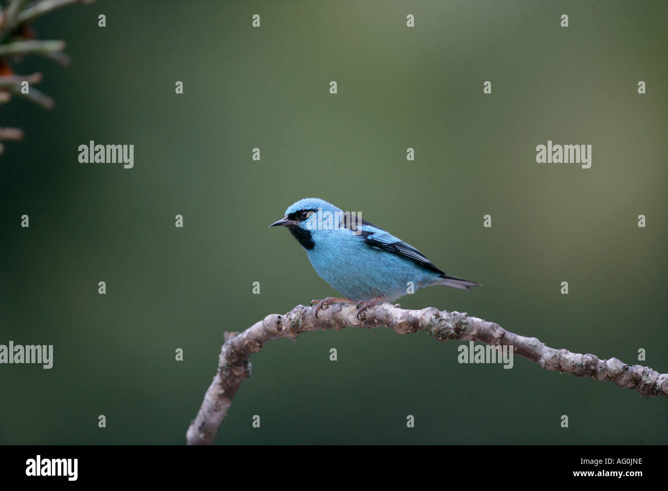 BLUE DACNIS Dacnis cayana Female Brazil Stock Photo - Alamy