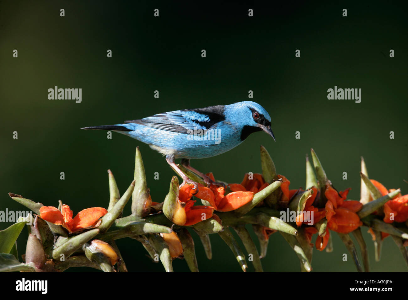 BLUE DACNIS Dacnis cayana Brazil Stock Photo - Alamy