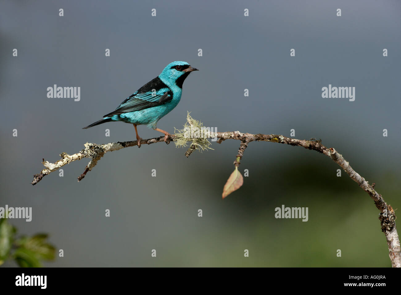 BLUE DACNIS Dacnis cayana Brazil Stock Photo - Alamy