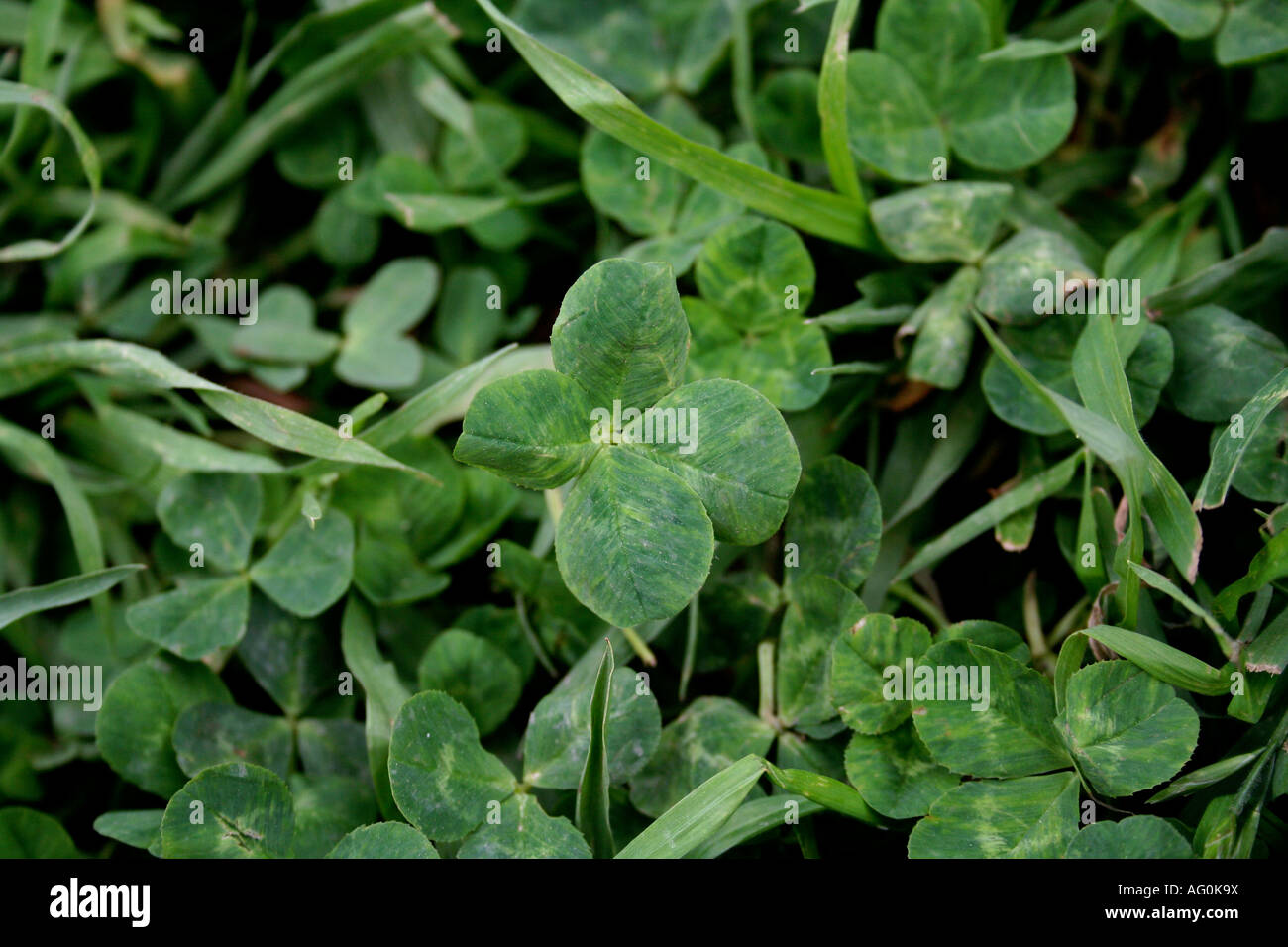 Four leaf clover trifolium repens surrounded by grass and three leaf ...