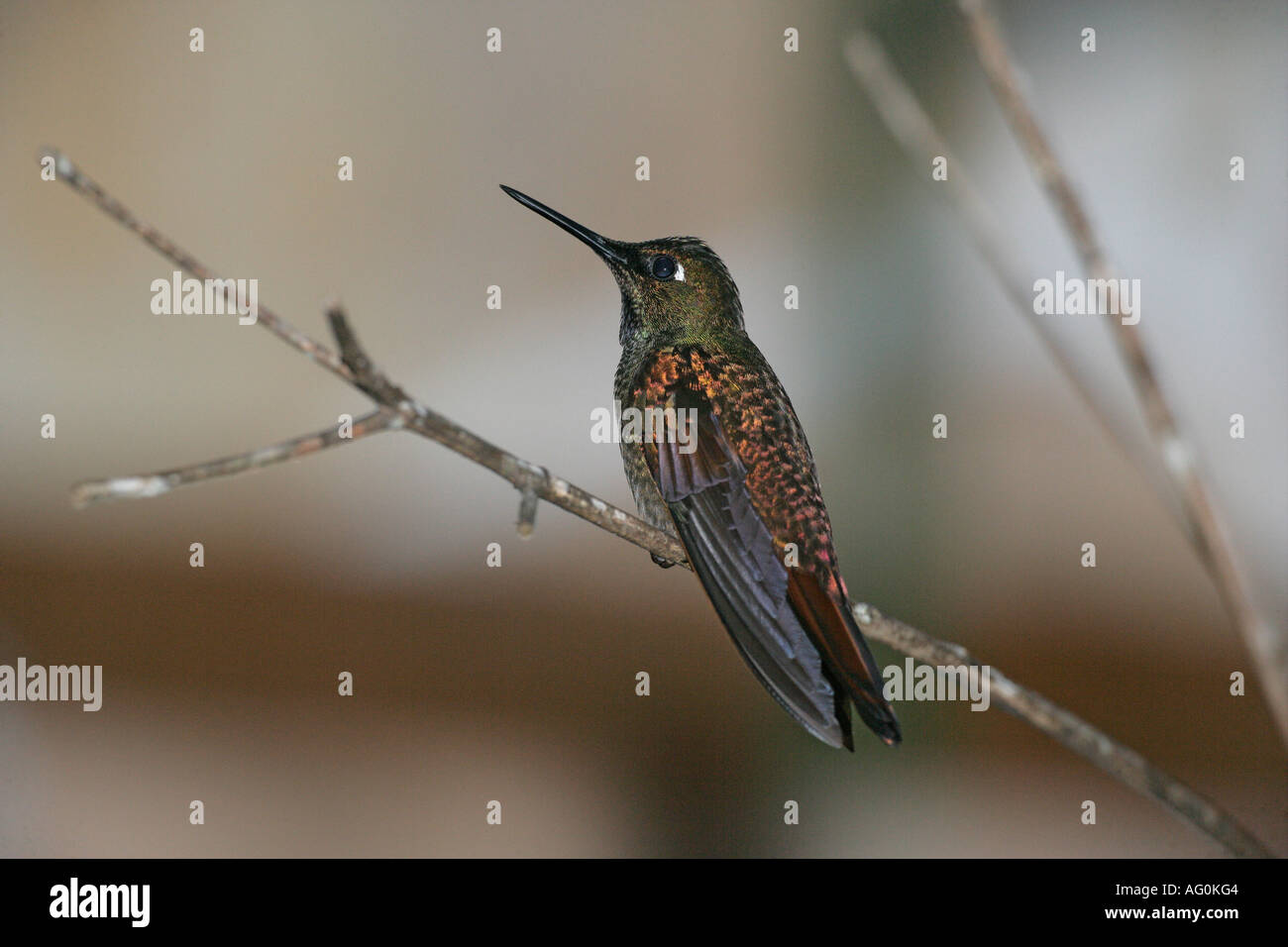 BRAZILIAN RUBY Clytolaema rubricauda Brazil Stock Photo - Alamy