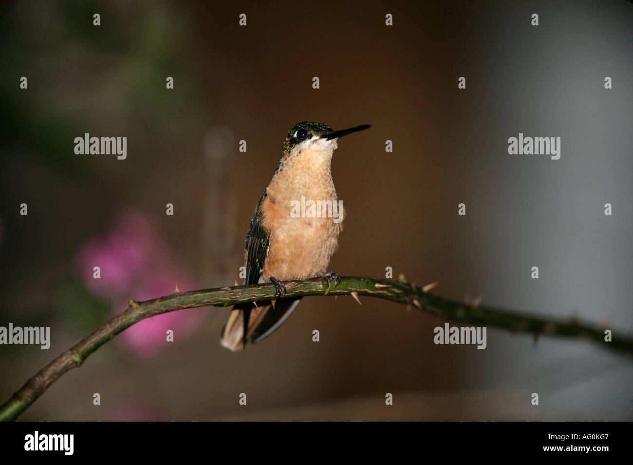 Brazilian ruby hummingbird hi-res stock photography and images - Alamy