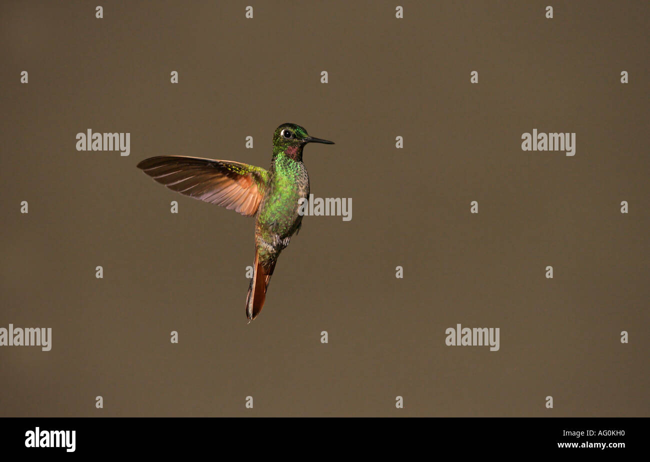 Brazilian ruby hummingbird hi-res stock photography and images - Alamy