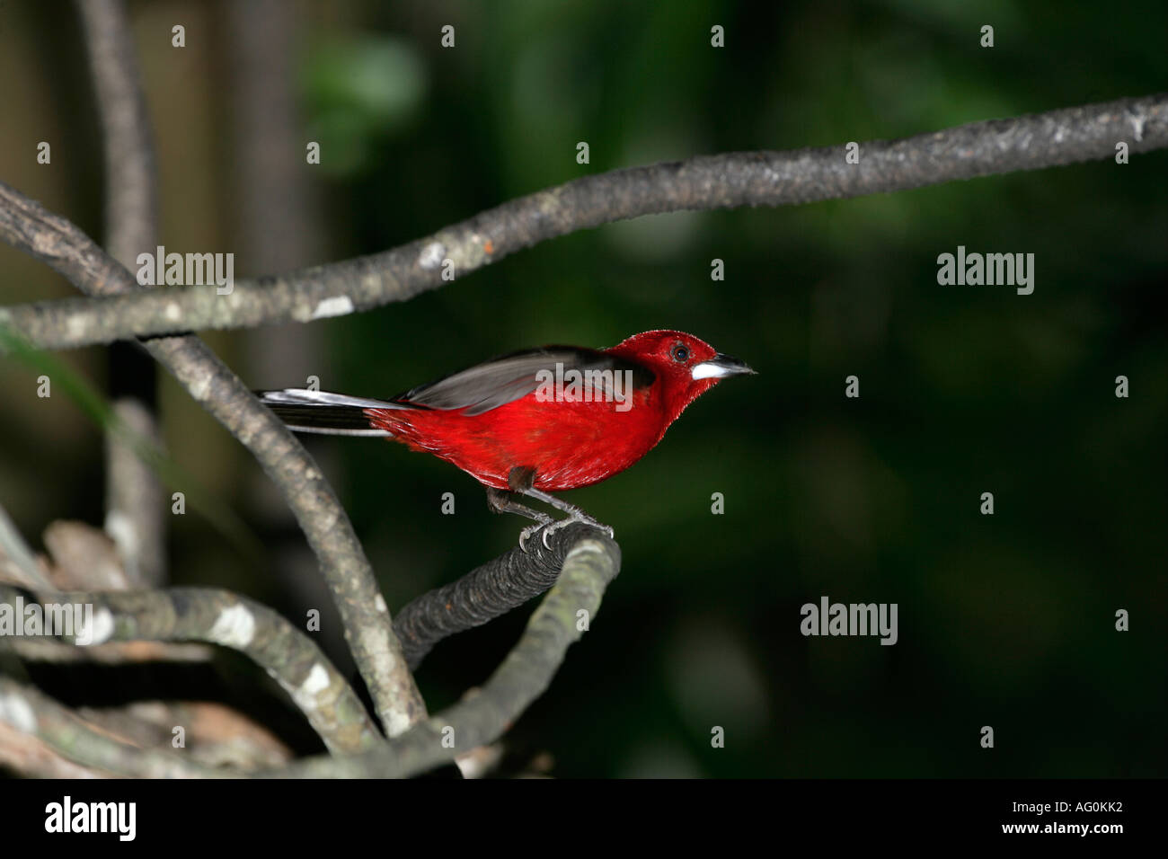 Ramphocelus bresilius hi-res stock photography and images - Alamy