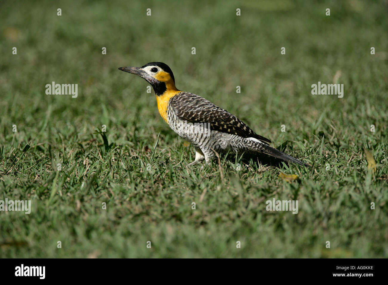 CAMPO FLICKER Colaptes campestris Brazil Stock Photo - Alamy