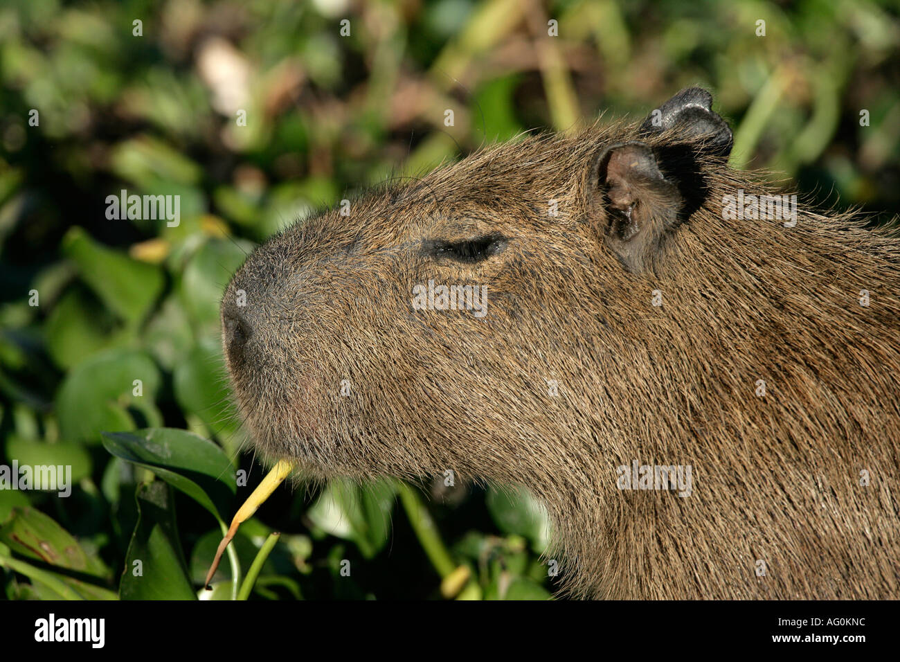 CAPYBARA Hydrochoerus hydrochaeris Brazil Stock Photo - Alamy