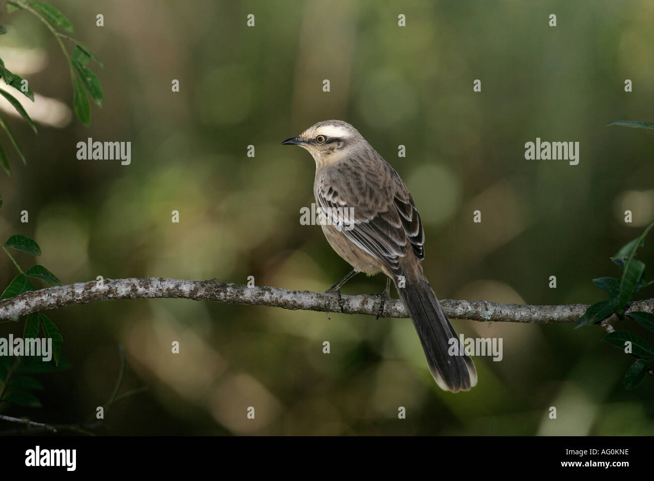 CHALK BROWED MOCKINGBIRD Mimus saturninus Brazil Stock Photo - Alamy