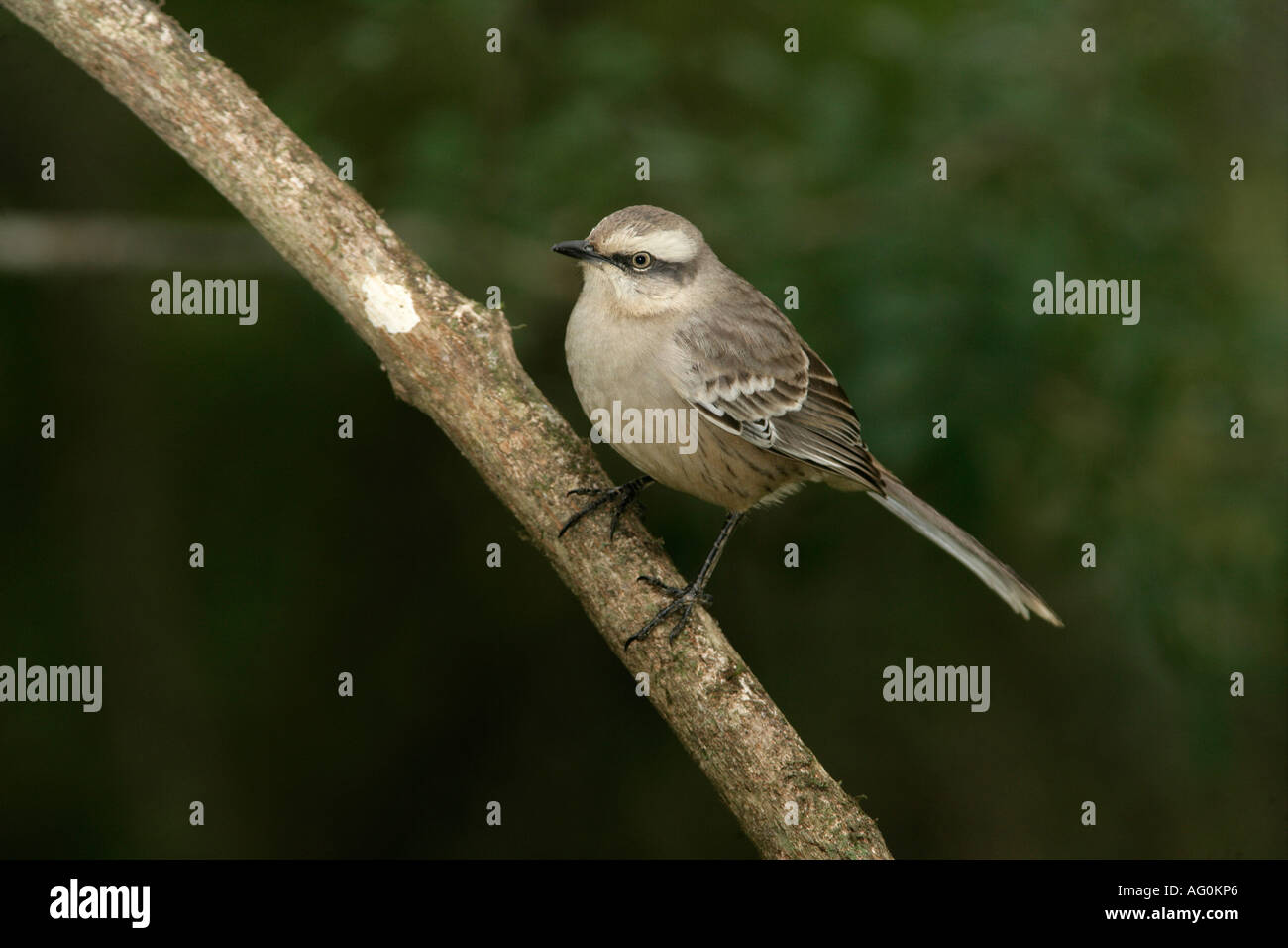CHALK BROWED MOCKINGBIRD Mimus saturninus Brazil Stock Photo - Alamy