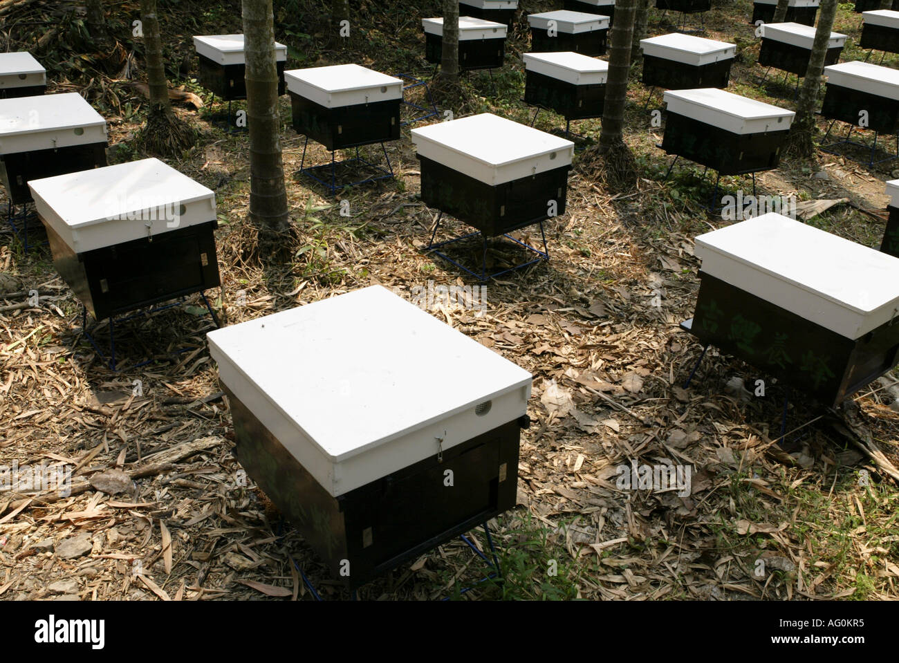 China beehive hi-res stock photography and images - Alamy