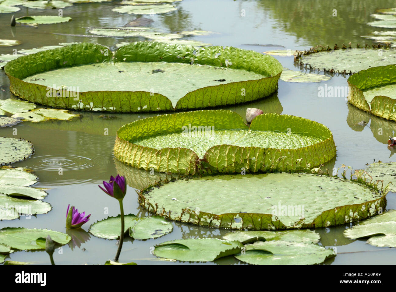 Giant Amazon Lily Pad Stock Photo - Alamy