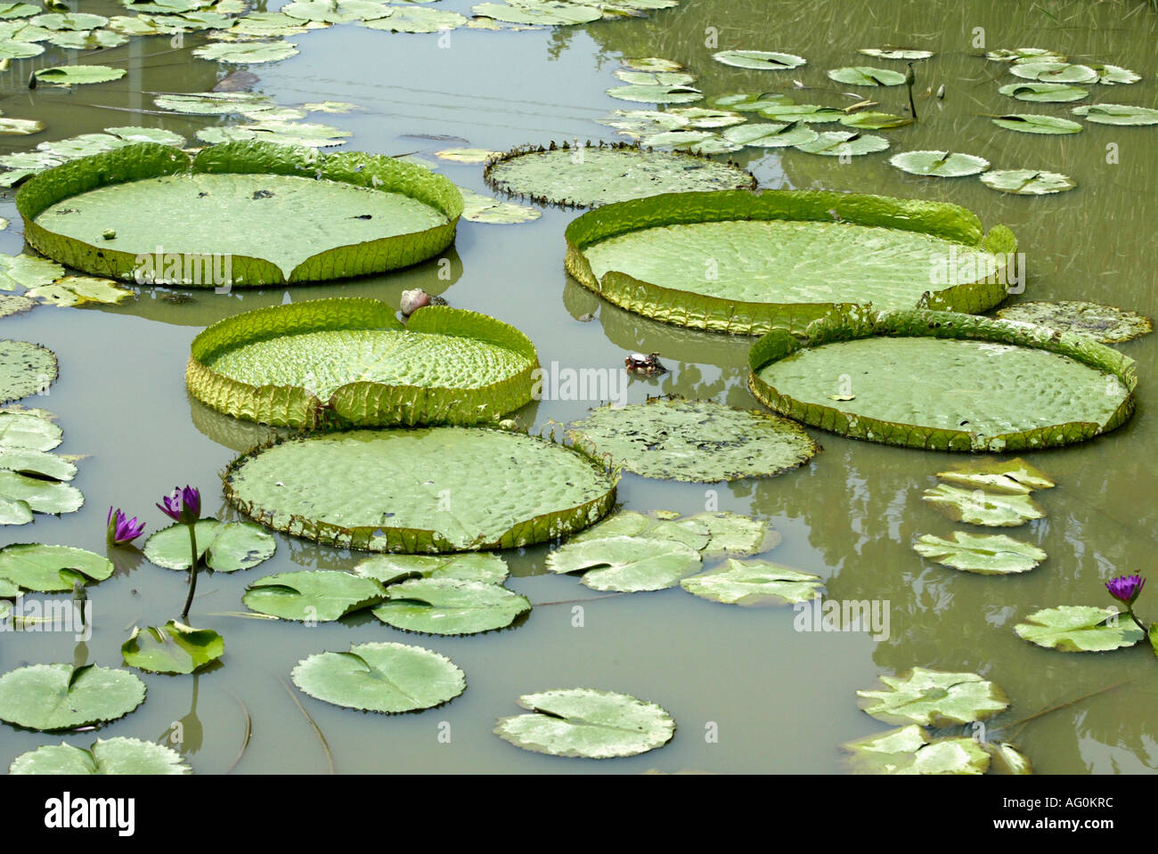 Giant Amazon Lily Pad Stock Photo - Alamy