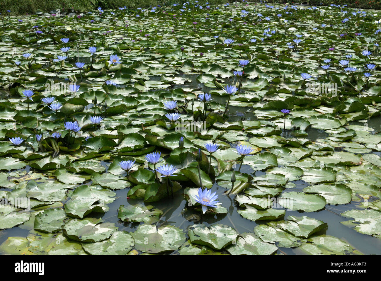 Blue water lily Stock Photo - Alamy