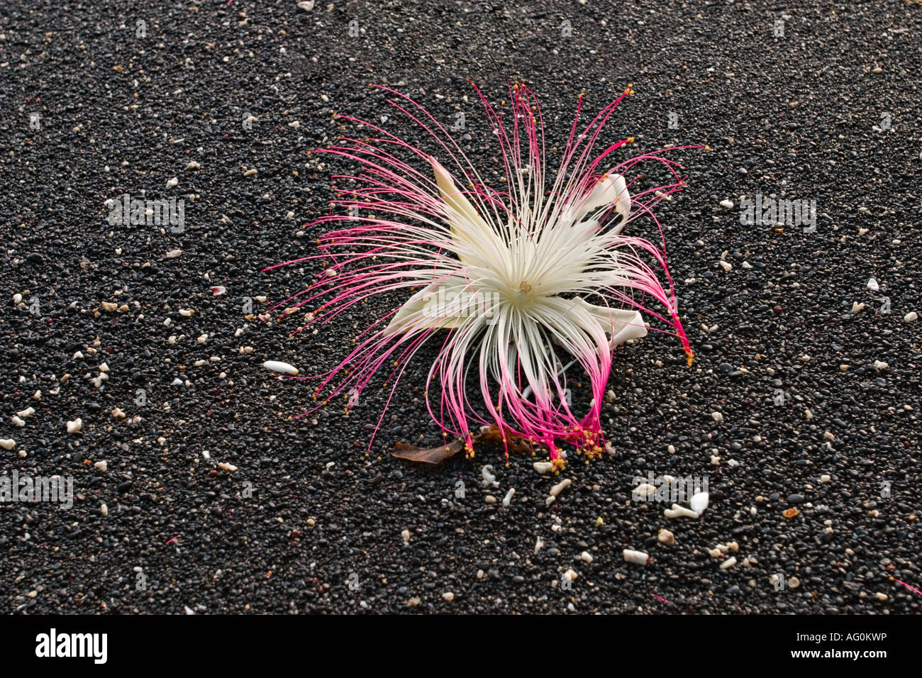 Sea Poison tree (Barringtonia asiatica), Sulawesi, Tangkoko National ...