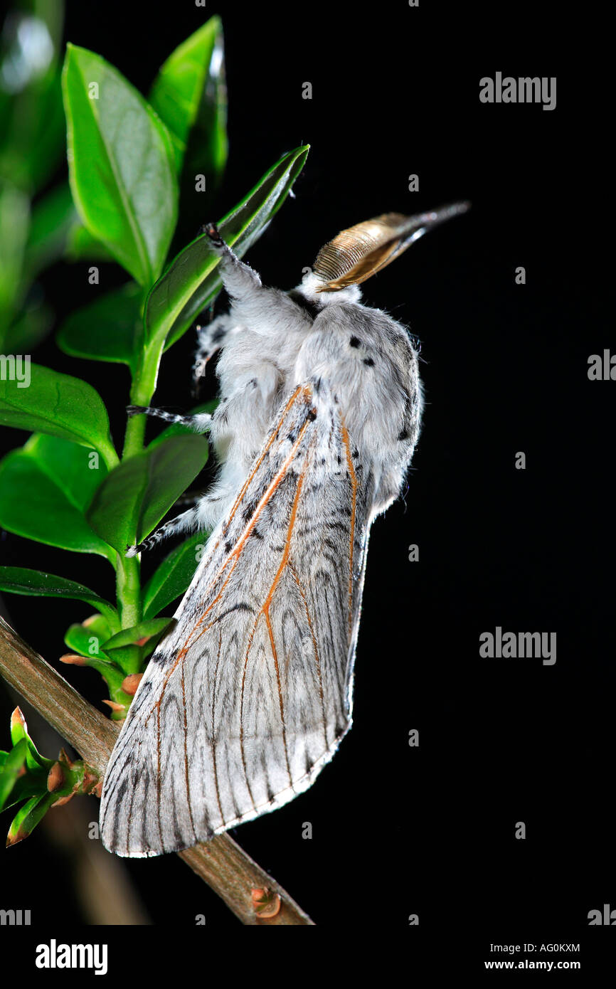 Sallow kitten moth Furcula furcula on branch Spain Stock Photo - Alamy