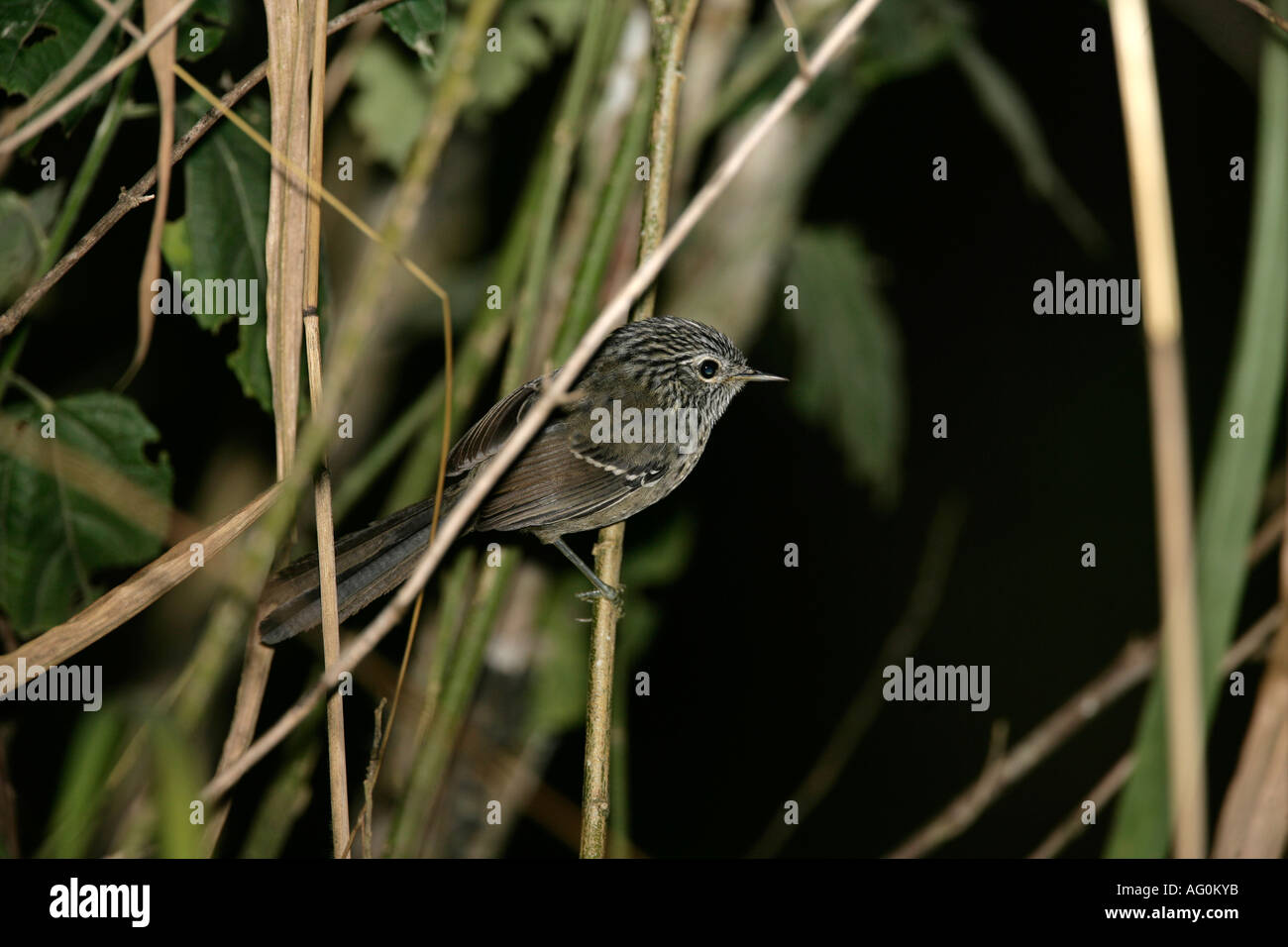Dusky antbird hi-res stock photography and images - Alamy