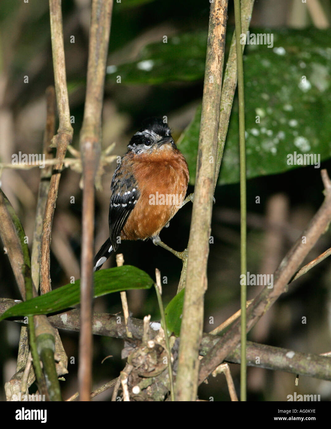 America antbird hi-res stock photography and images - Alamy
