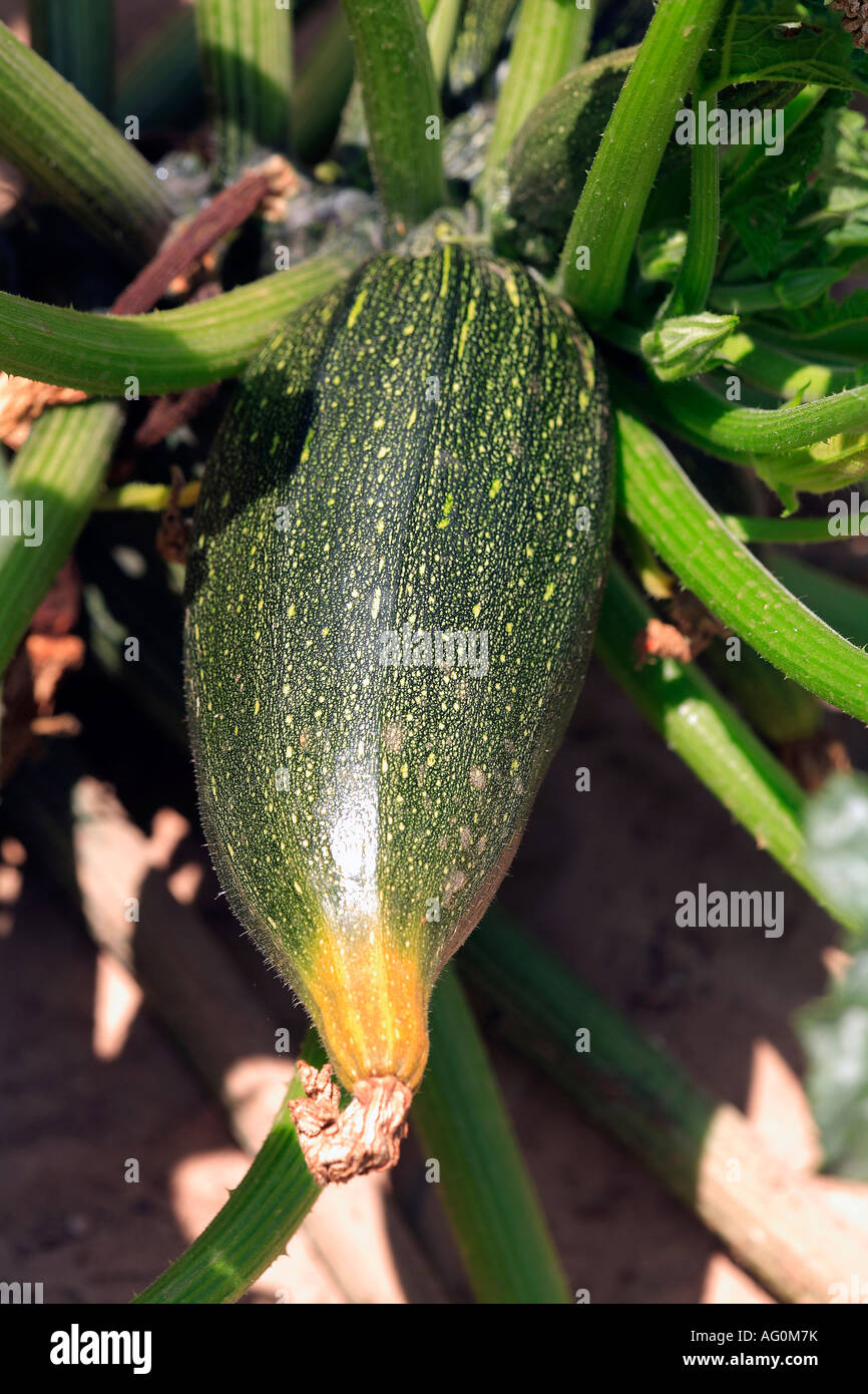 Marrow plant Cucurbita pepo pepo fruit on plant Spain Stock Photo - Alamy