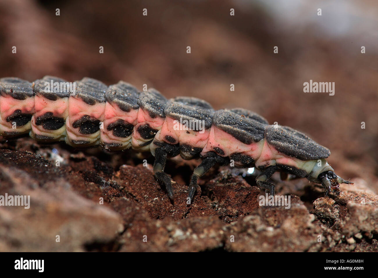 Fireflies lampyris noctiluca hi-res stock photography and images - Alamy
