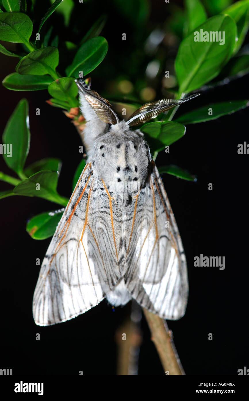 Sallow kitten moth Furcula furcula on branch Spain Stock Photo - Alamy