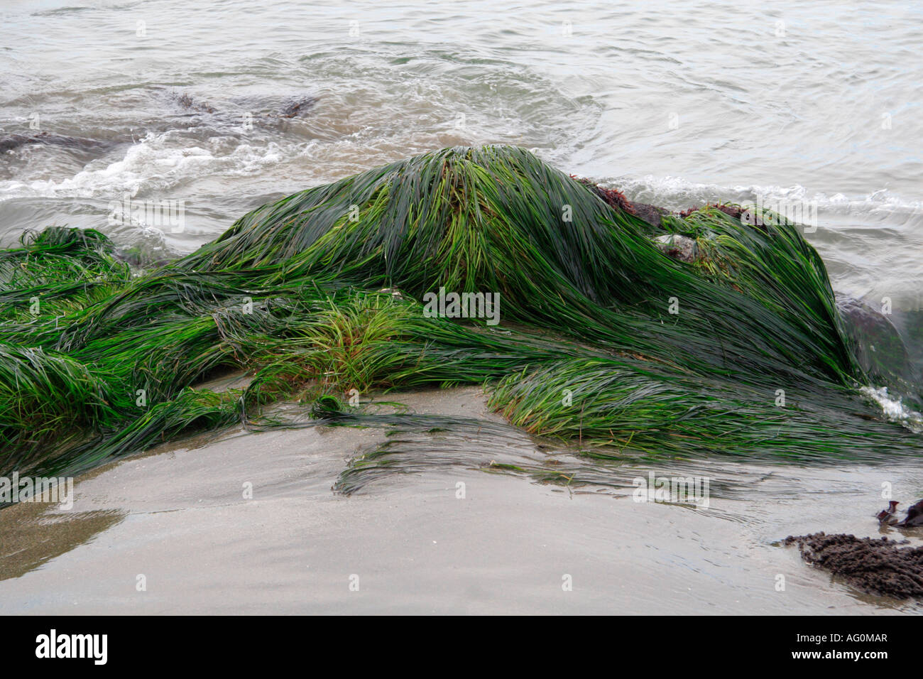 sea grass growing on rocks on a sandy beach Stock Photo - Alamy