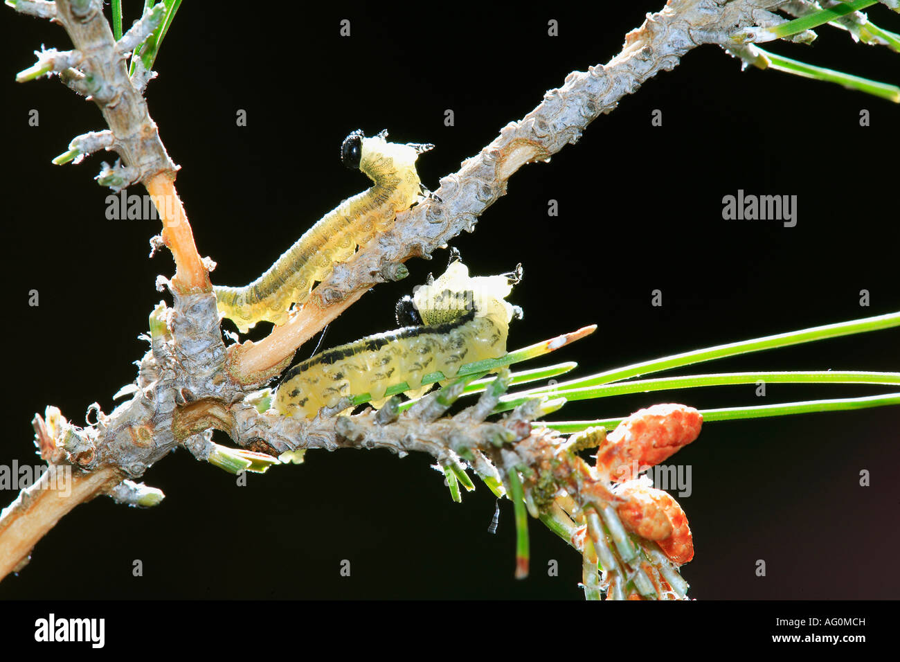 Two European pine sawflies Neodiprion sertifer larvae competing for ...