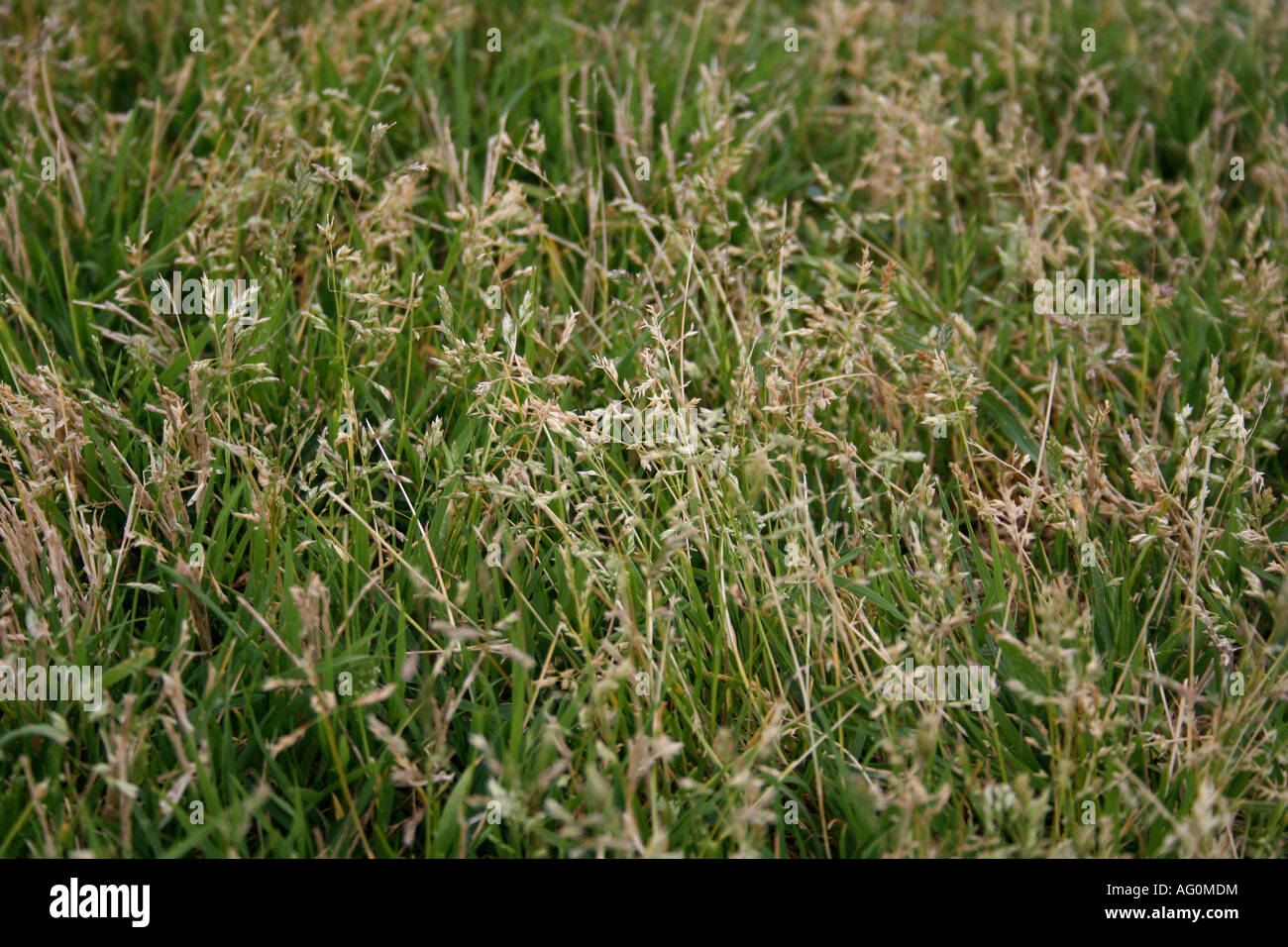 Heather grass garden hi-res stock photography and images - Alamy