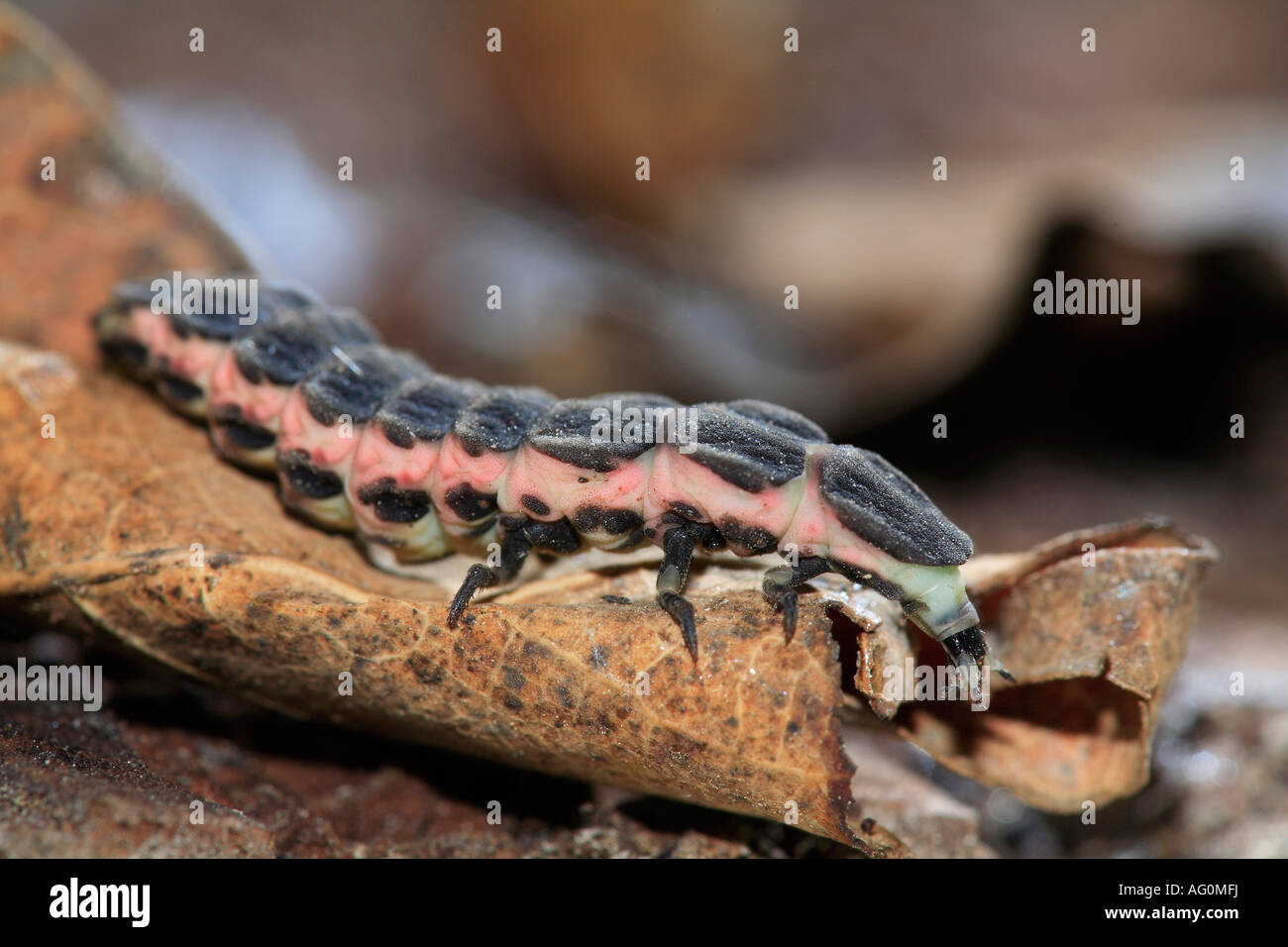 Fireflies lampyris noctiluca hi-res stock photography and images - Alamy
