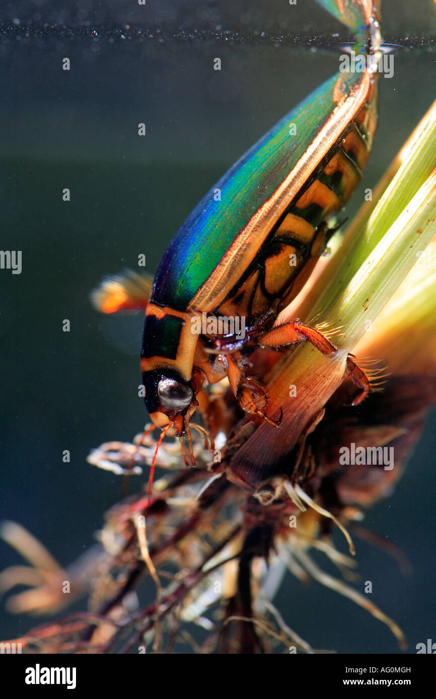 Great diving beetle Dytiscus marginalis freshwater Spain Stock Photo ...