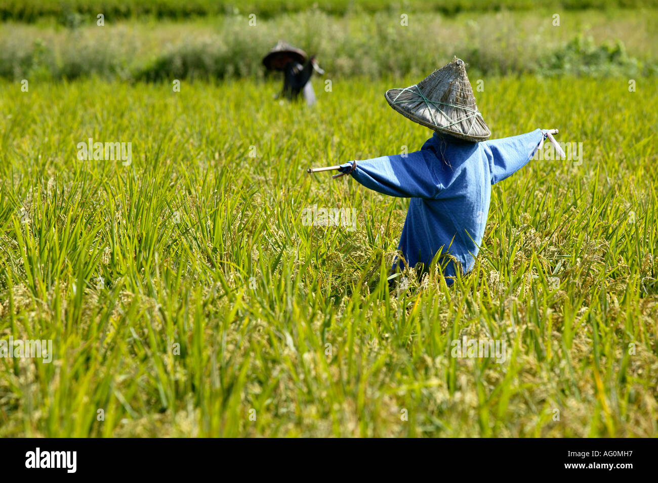 Asia scarecrow in race filed Stock Photo - Alamy