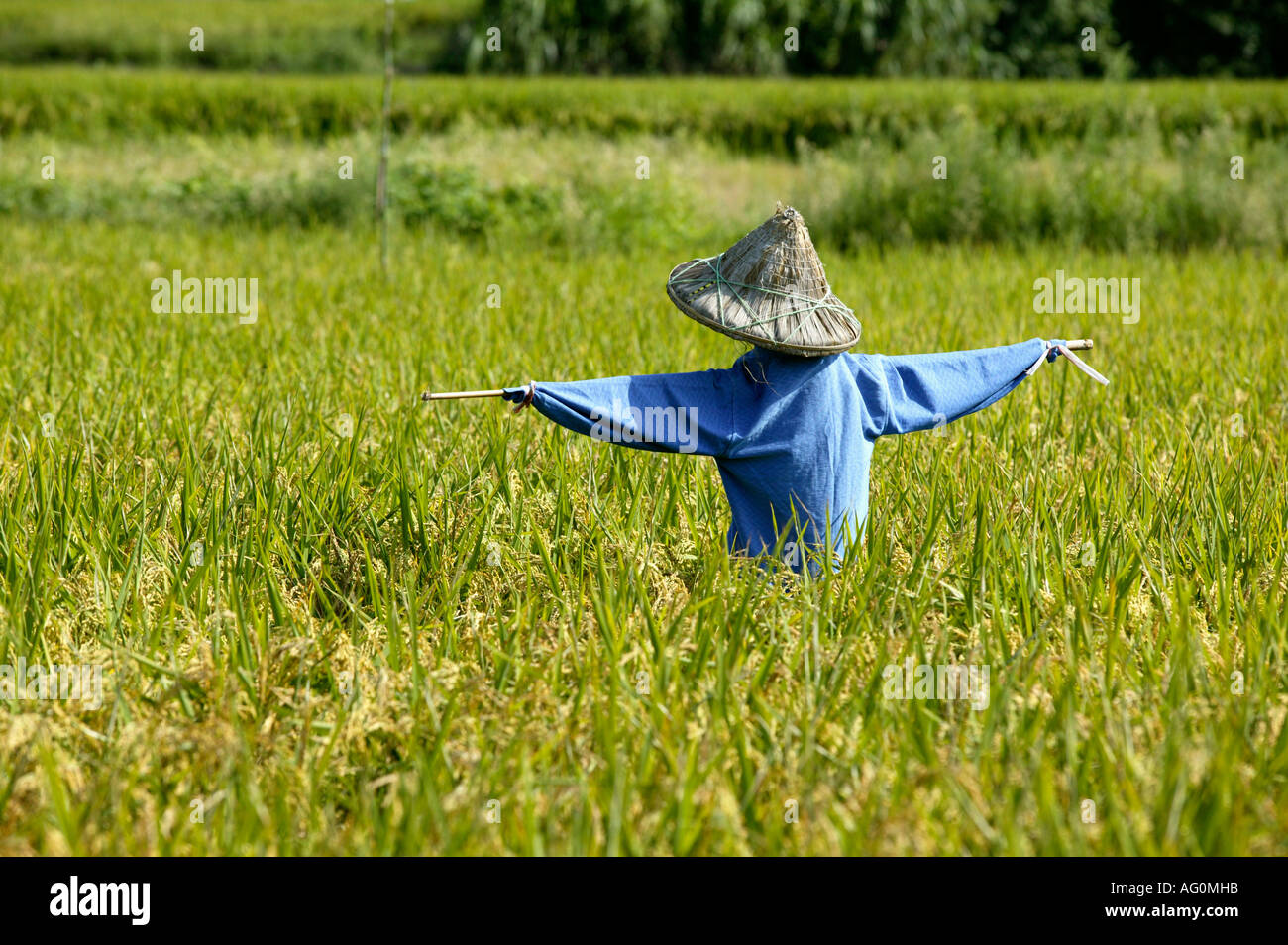 Asia scarecrow in race filed Stock Photo - Alamy