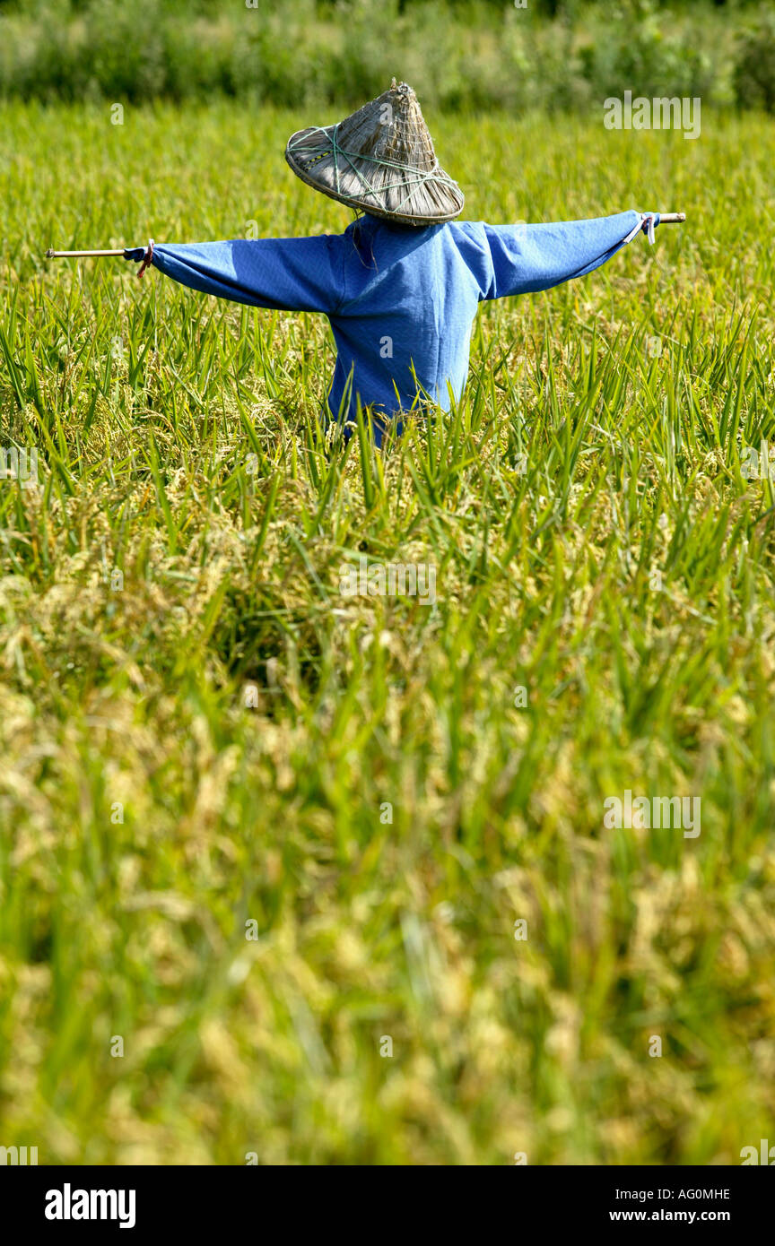 Asia scarecrow in race filed Stock Photo - Alamy