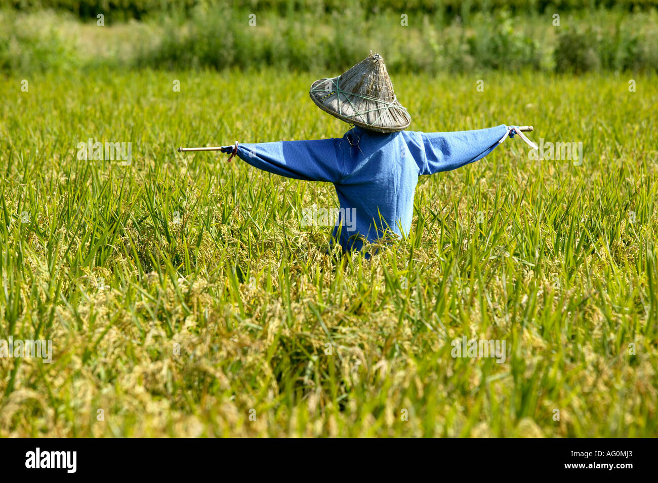 Asia scarecrow in race filed Stock Photo - Alamy