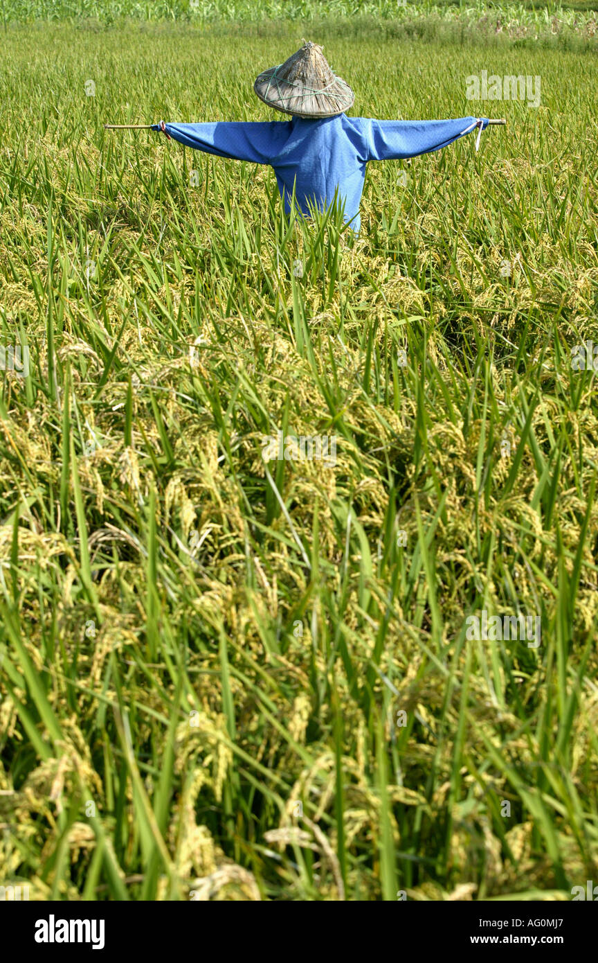 Asia scarecrow in race filed Stock Photo - Alamy