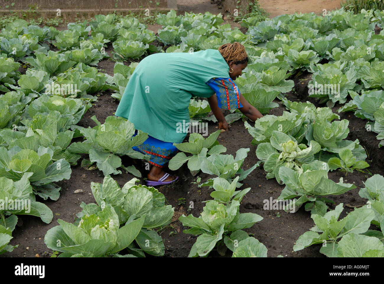 Woman working in a farm DR Congo Central Africa Stock Photo - Alamy