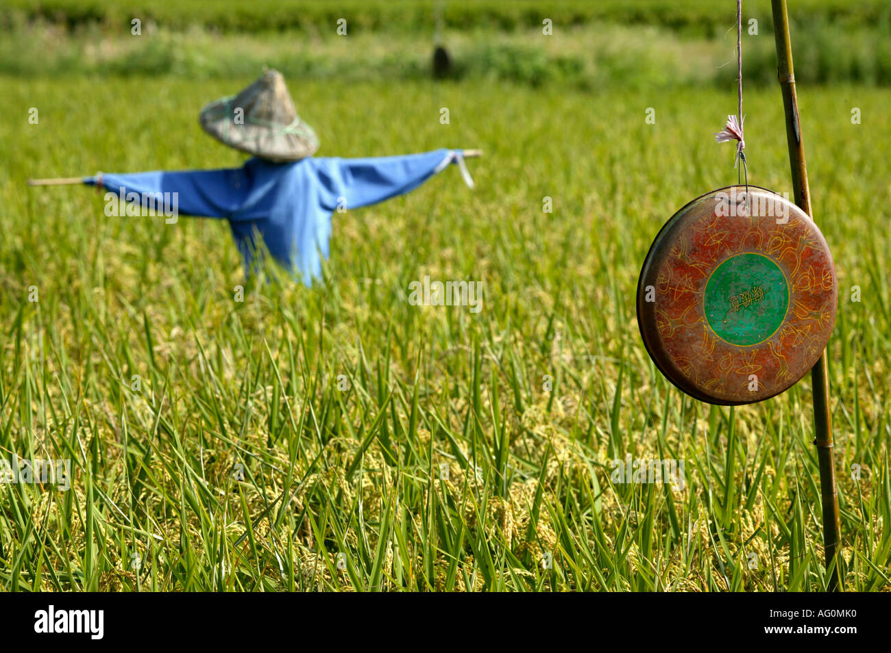 Asia scarecrow in race filed Stock Photo - Alamy