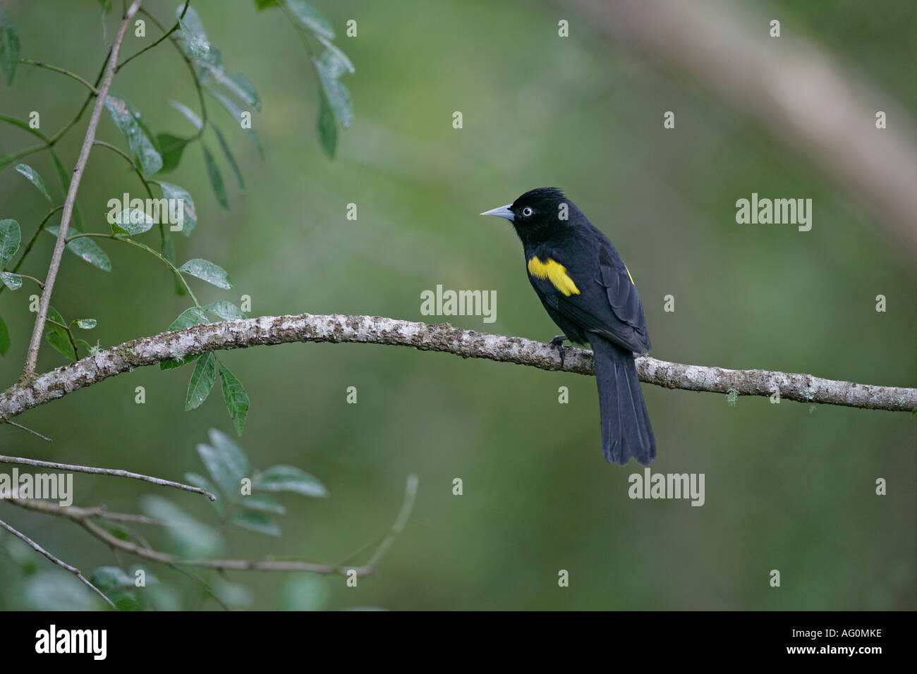 Golden winged cacique hi-res stock photography and images - Alamy